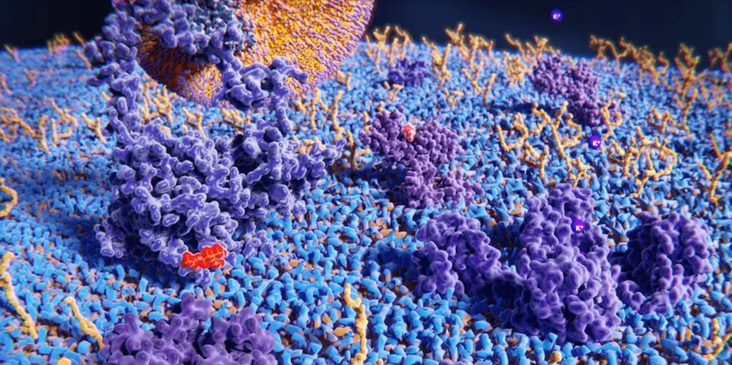 Cell Met ｜ 浙江大学团队发现Kir2.1促进肿瘤相关巨噬细胞的形成机理 - 知乎