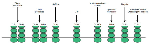 肿瘤免疫治疗的新型“助燃剂”—TLR8 - 知乎