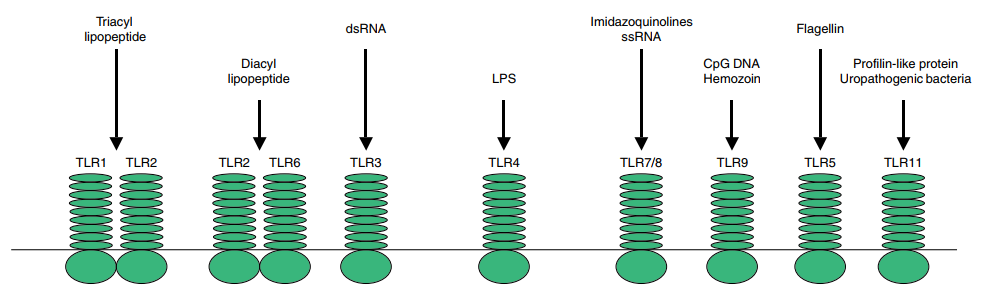 肿瘤免疫治疗的新型“助燃剂”—TLR8 - 知乎