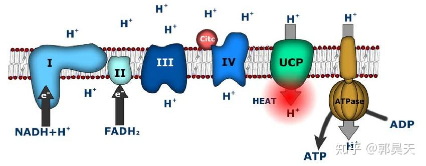 葡萄糖氧化产生的能量是如何令ADP转换为ATP的？ - 知乎
