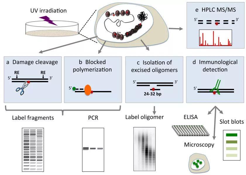 详解 UV 诱导的 DNA 损伤和修复 - 知乎