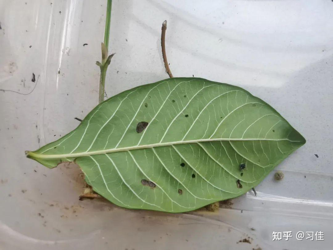 不是蜂鸟，是咖啡透翅天蛾Cephonodes hylas Linnaeus, 1771 - 知乎