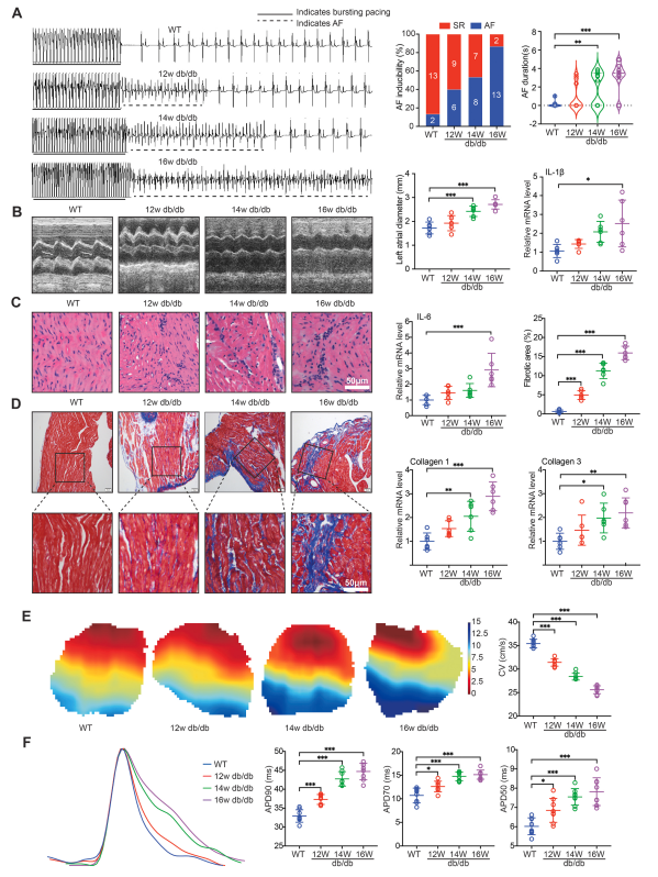 时序RNA-seq分析发现MAPK10是糖尿病诱发小鼠房颤的关键基因 - 知乎