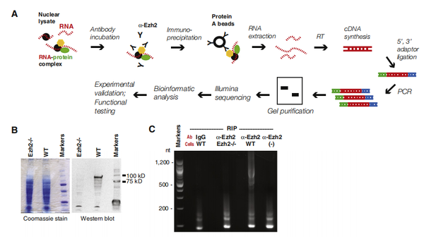 国自然热点 | RNA结合蛋白调控机制研究方法之RIP-seq - 知乎
