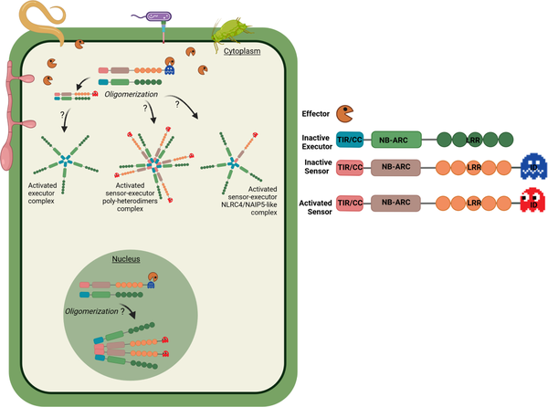 Essays Biochem | 植物中含有整合结构域ID的NLR（NLR-ID）作用模式综述 - 知乎