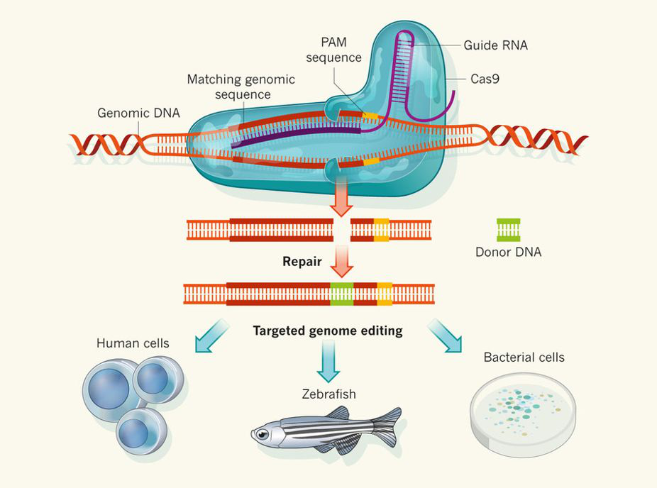 CRISPR/Cas9基因编辑工具载体设计与构建 - 知乎