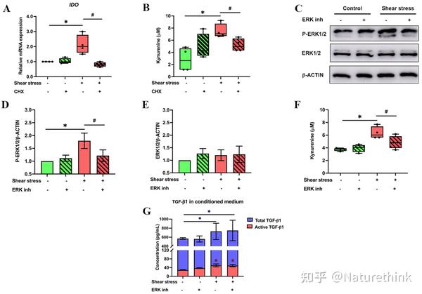 剪切应力通过 ERK 信号通路增强人牙周膜干细胞旁分泌介导的免疫调节功能 - 知乎