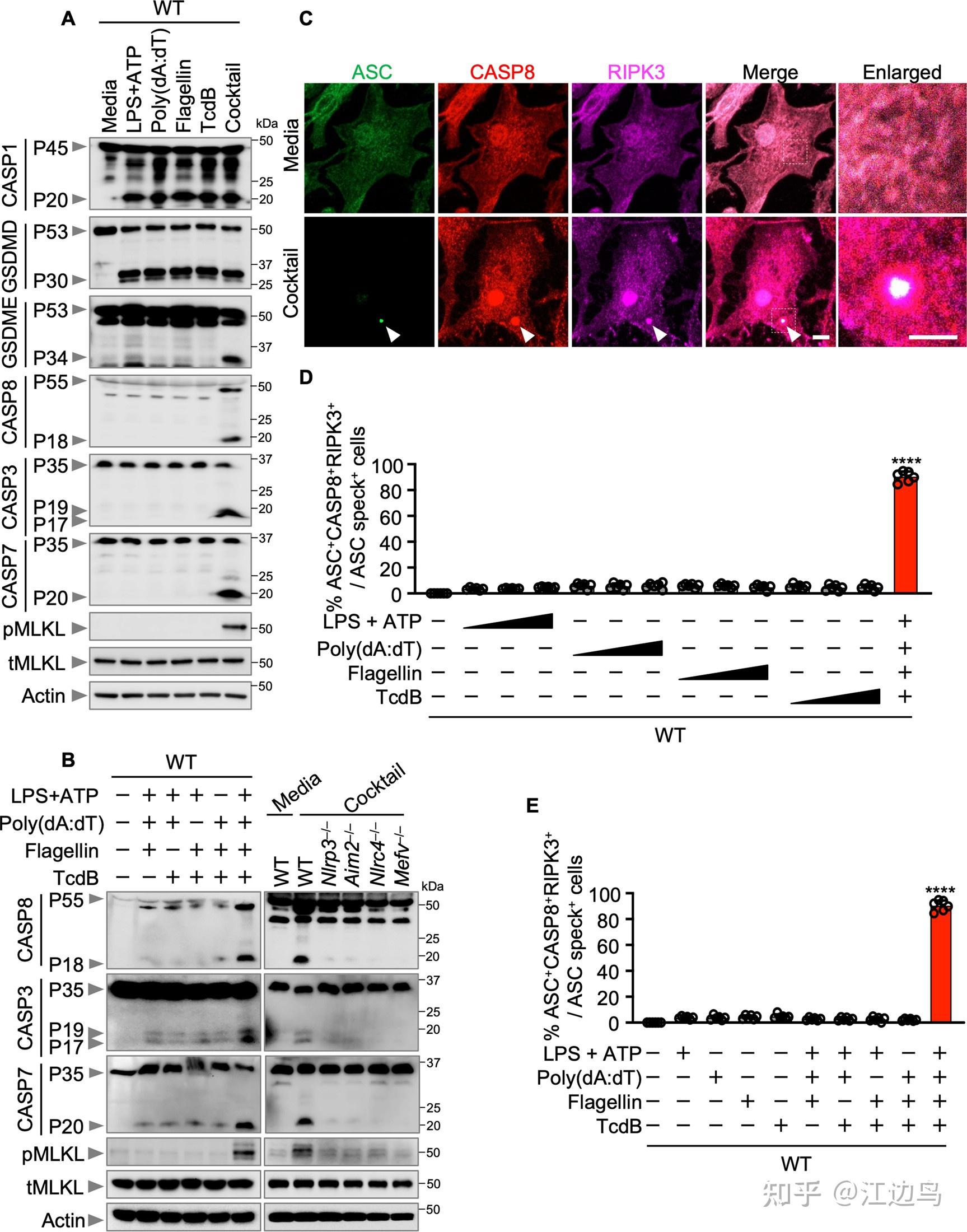 Integrated NLRP3, AIM2, NLRC4, Pyrin inflammasom（3.0） - 知乎