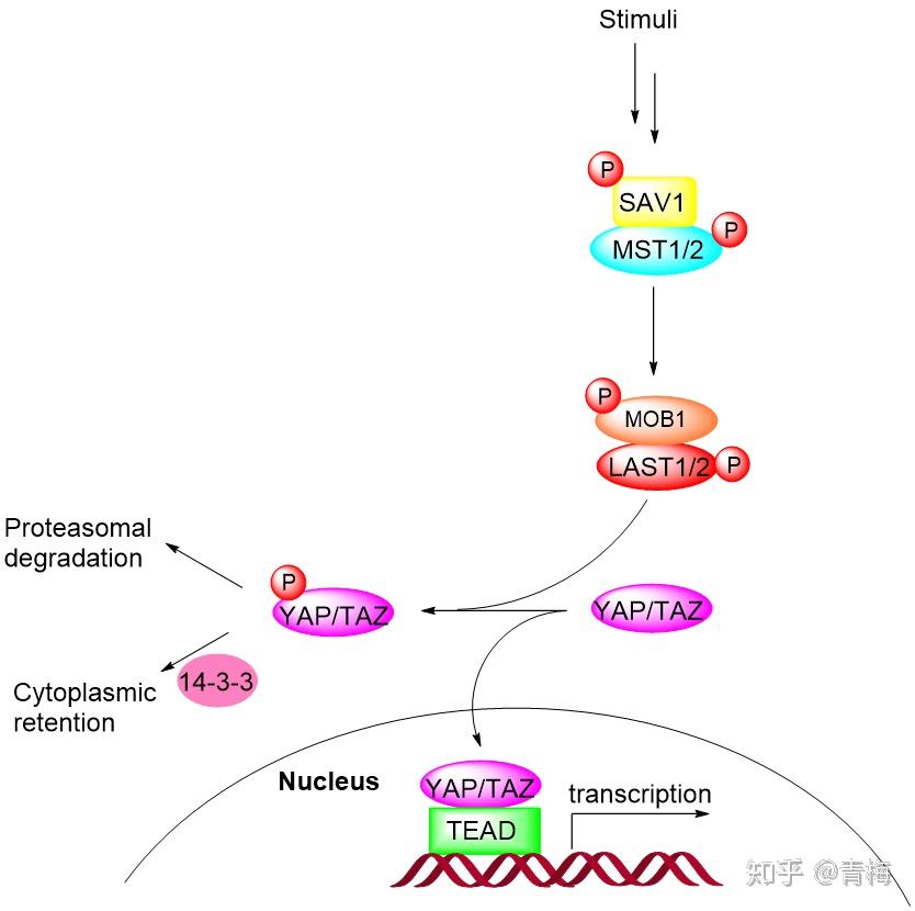 抗肿瘤药物靶标：转录增强相关结构域蛋白 (TEADs) - 知乎