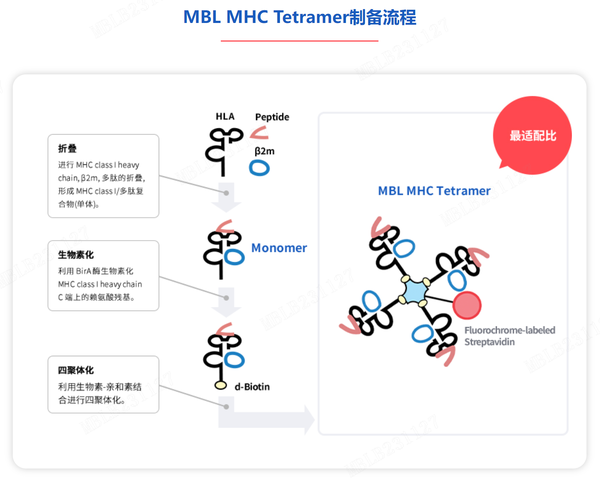 一文解密MHC四聚体（MHC-Tetramer） - 知乎