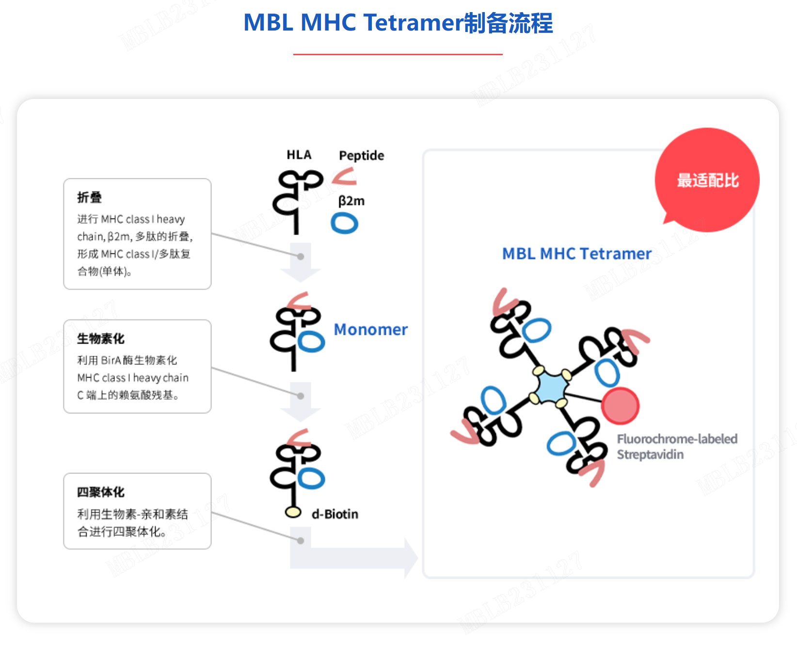 一文解密MHC四聚体（MHC-Tetramer） - 知乎