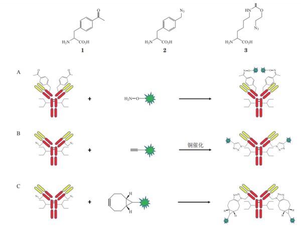 ADC的四大经典定点偶联技术 - 知乎