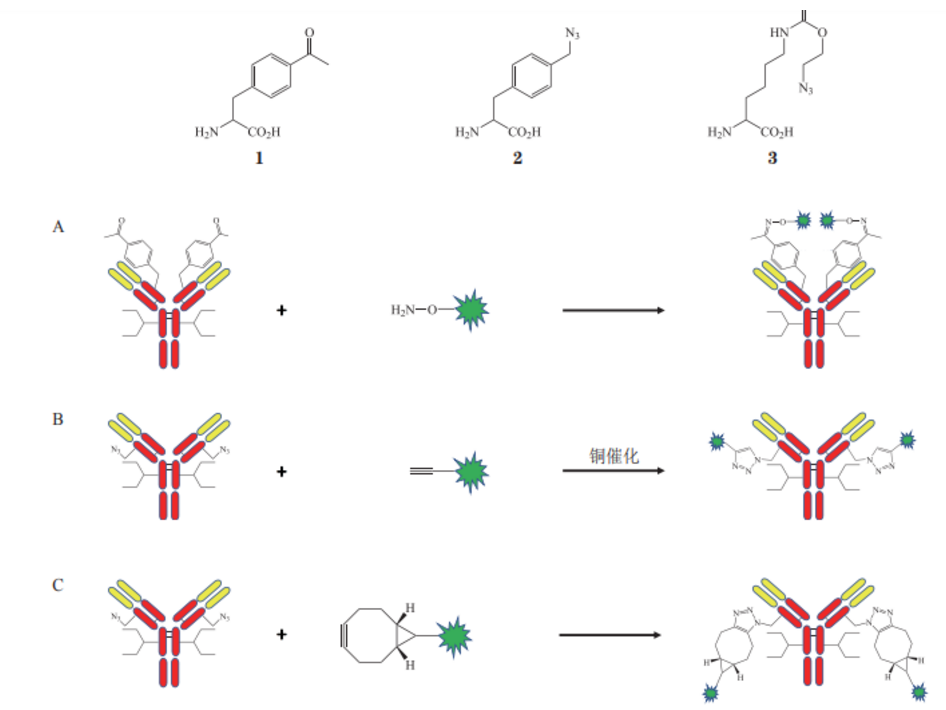 ADC的四大经典定点偶联技术 - 知乎