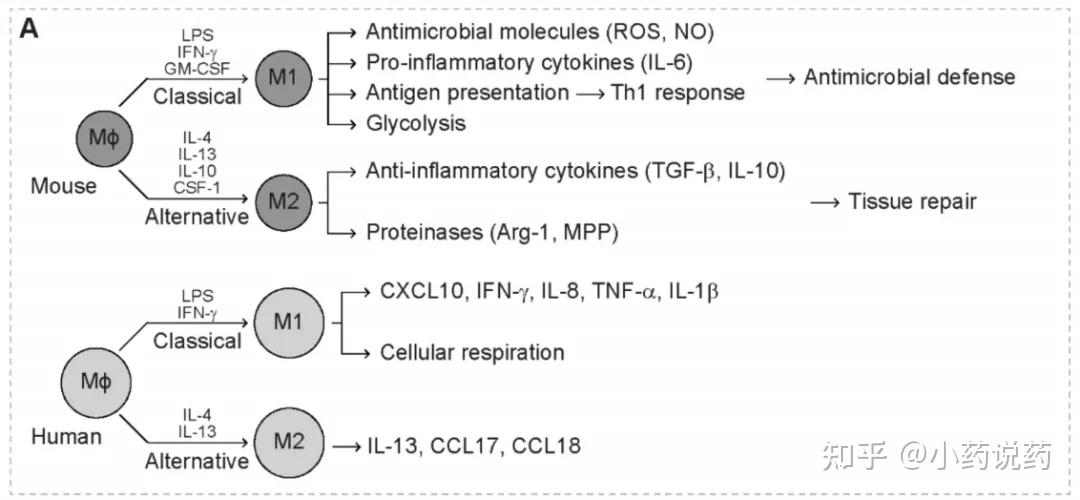 肿瘤细胞、TAM和外泌体 - 知乎