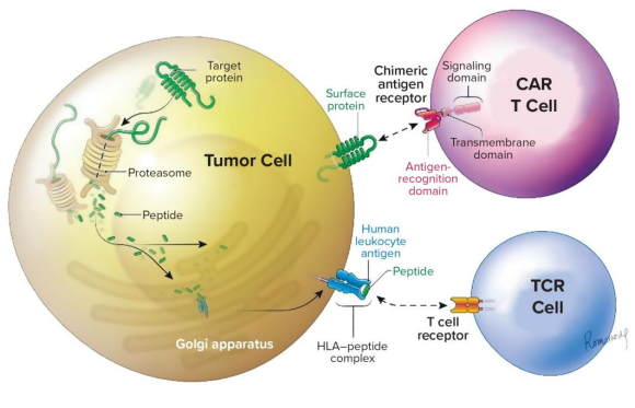 SPEAR T细胞 | afami-cel 为实体瘤患者带来希望 - 知乎