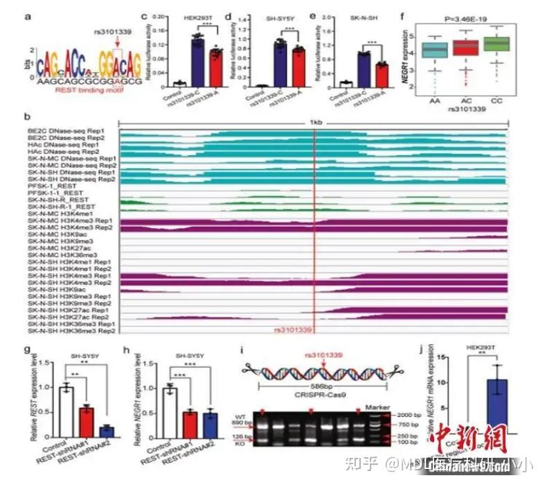 动物造模 | 盘点一下那些关于“EMO”的研究 - 知乎