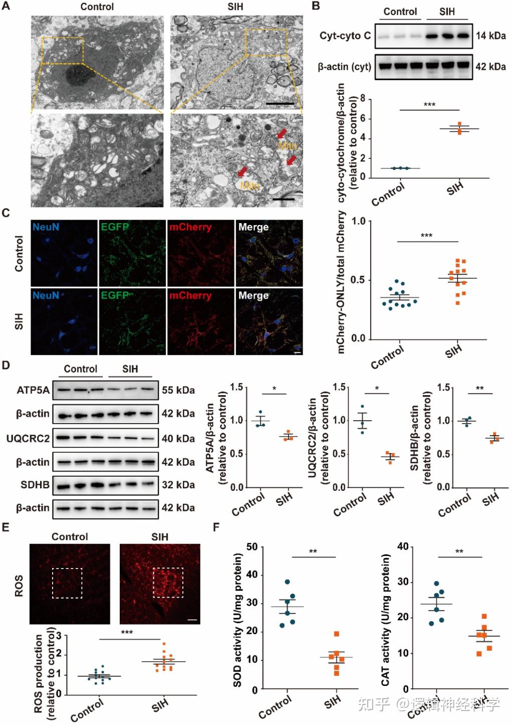 J Neuroinflammation︱上海大学杜东书/张帅团队揭示小胶质细胞来源的TNF-α影响RVLM神经元线粒体功能调控应激性高血压机制 - 知乎