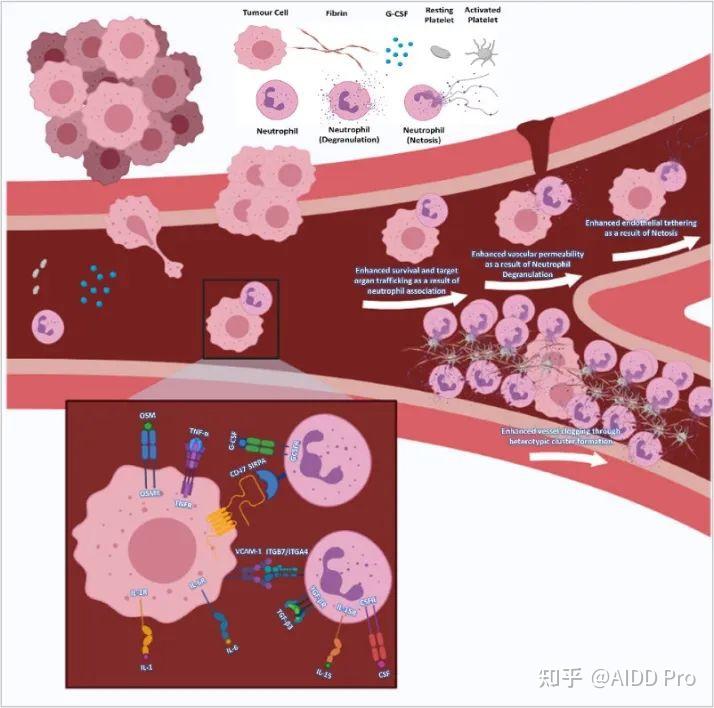 循环肿瘤细胞：好处、坏处与丑陋 - 知乎