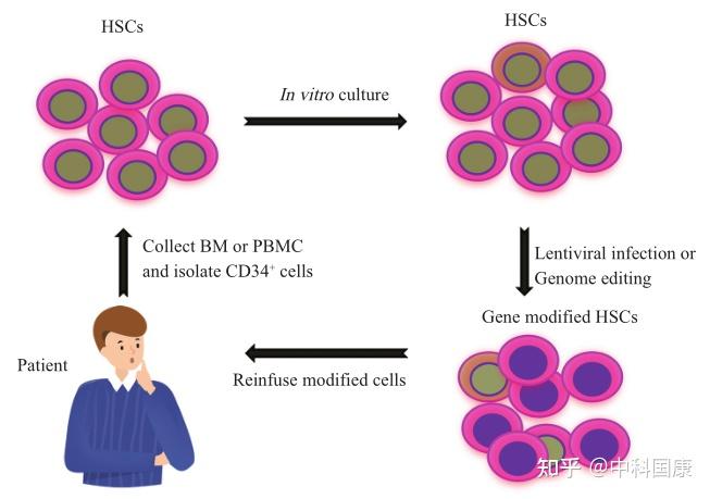 造血干细胞的临床应用及其研究进展 - 知乎