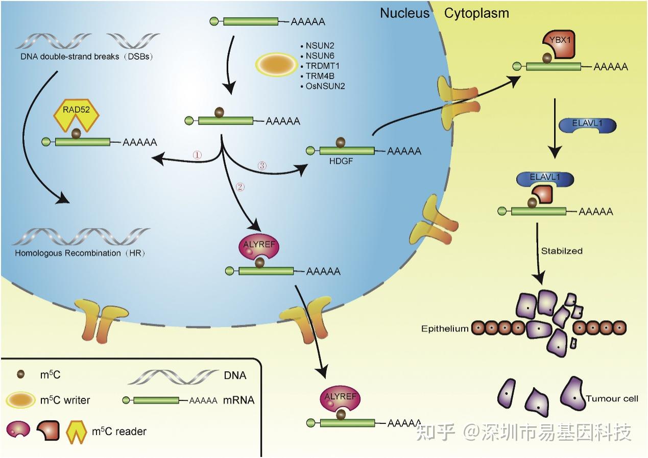 易基因：RNA m5C甲基化修饰研究怎么做？4篇10+分顶刊文章助力轻松拿捏高分思路|项目集锦 - 知乎