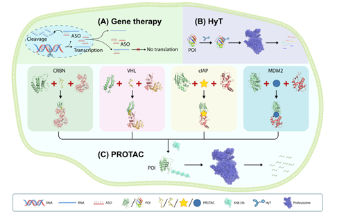 蛋白质降解新技术: 除了火热的PROTAC，还有LYTAC，AUTAC，ATTEC - 知乎