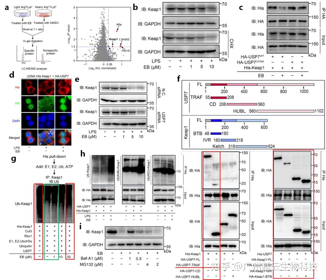 《Adv Sci》解读：HuProt™蛋白芯片筛选中药单体下游靶点！野马追内酯靶向USP7抑制神经炎症，用于治疗神经退行性疾病 - 知乎