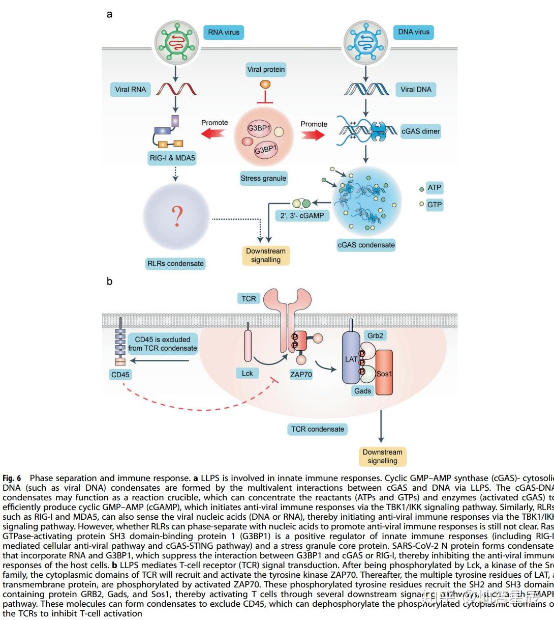 【文献导读】-人类健康和疾病中的液液相分离 - 知乎