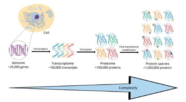 蛋白翻译后修饰（Post-Translational Modifications, PTMs） - 知乎