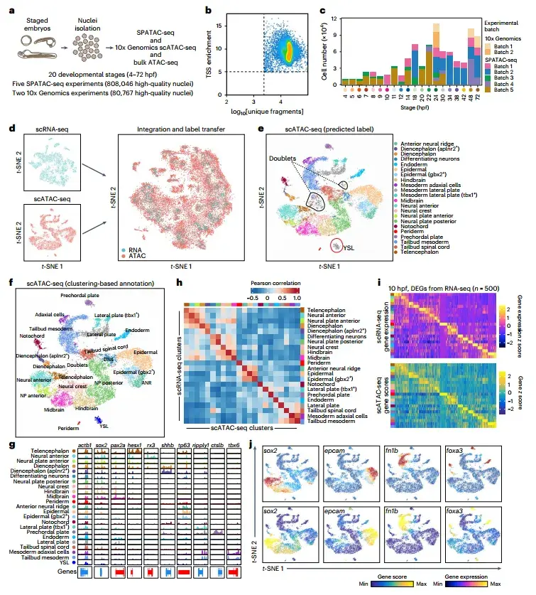 SPATAC-seq绘制单细胞分辨率下斑马鱼胚胎发育的染色质可及性图谱 - 知乎