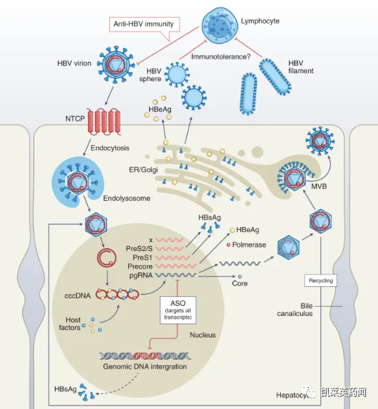 乙肝ASO最新动态：GSK和Ionis公布bepirovirsen治疗慢性乙肝的2b期临床研究积极数据 - 知乎