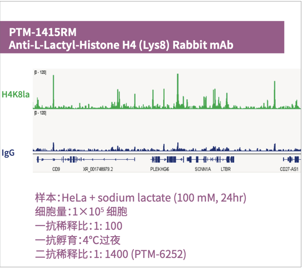 PTMab官宣！乳酸化修饰抗体也能做CUT&Tag啦！ - 知乎