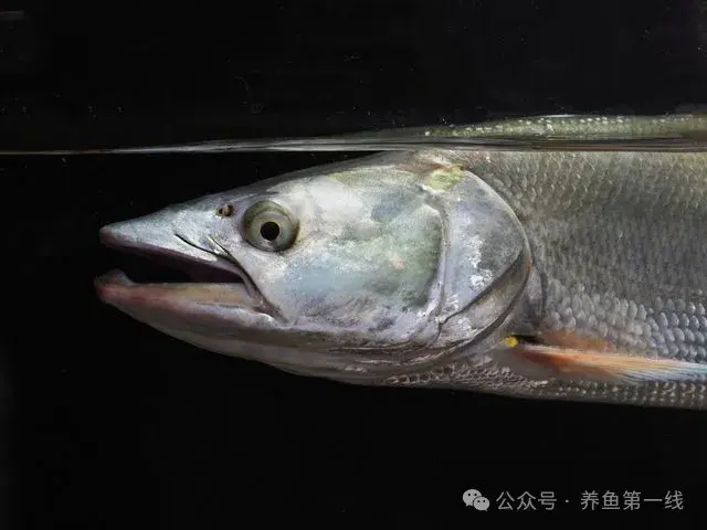 鲤科雅罗鱼亚科7种：丁鱥（丁桂）、赤眼鳟、鳡鱼、鯮鱼、鳤鱼、赤梢鱼、拟赤梢鱼 - 知乎