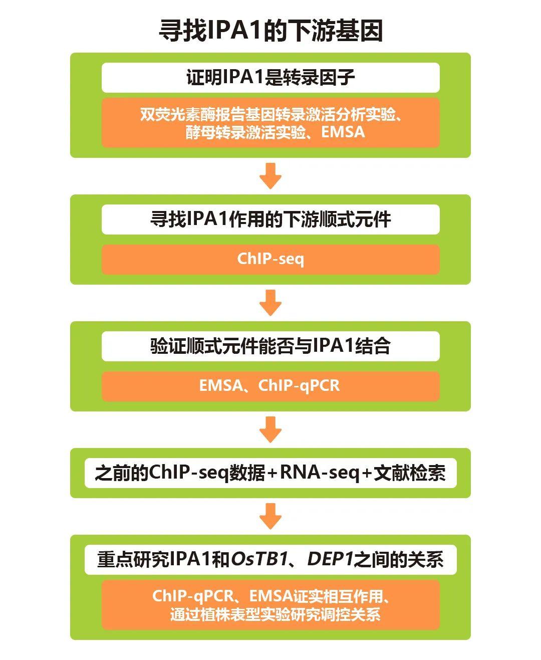 转录因子IPA1，次次都能发顶刊是怎么做到的？ - 知乎