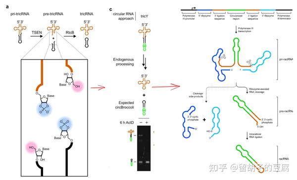 VLP递送Tornado系统表达的circRNA,实现更长久的蛋白表达 - 知乎