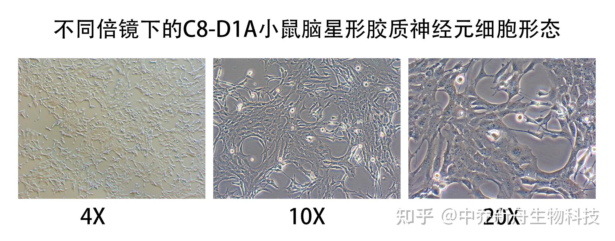 C8-D1A小鼠脑星形胶质神经元细胞培养实战指南！解决问题，提高成功率！ - 知乎