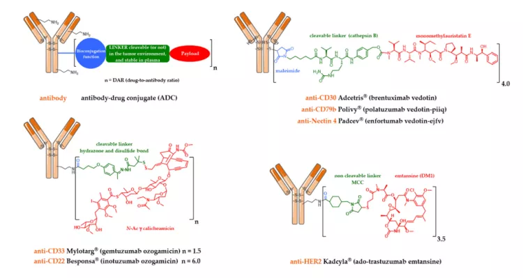 ADC药物：过去的十年 - 知乎