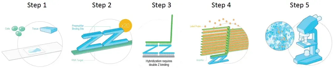 【病理专题】RNAscope技术介绍及应用 - 知乎