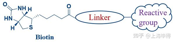 Biotin-linker：化学生物学中的独特应用 - 知乎