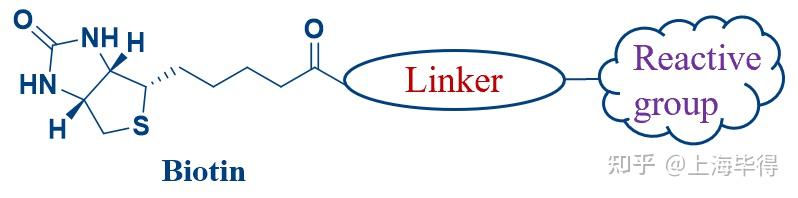 Biotin-linker：化学生物学中的独特应用 - 知乎