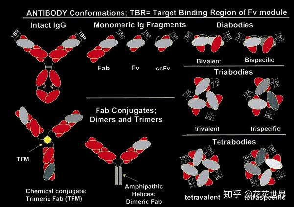 Single-Chain Fragment Variable (ScFv) - 知乎