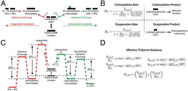 聊聊RuBisCO - 知乎