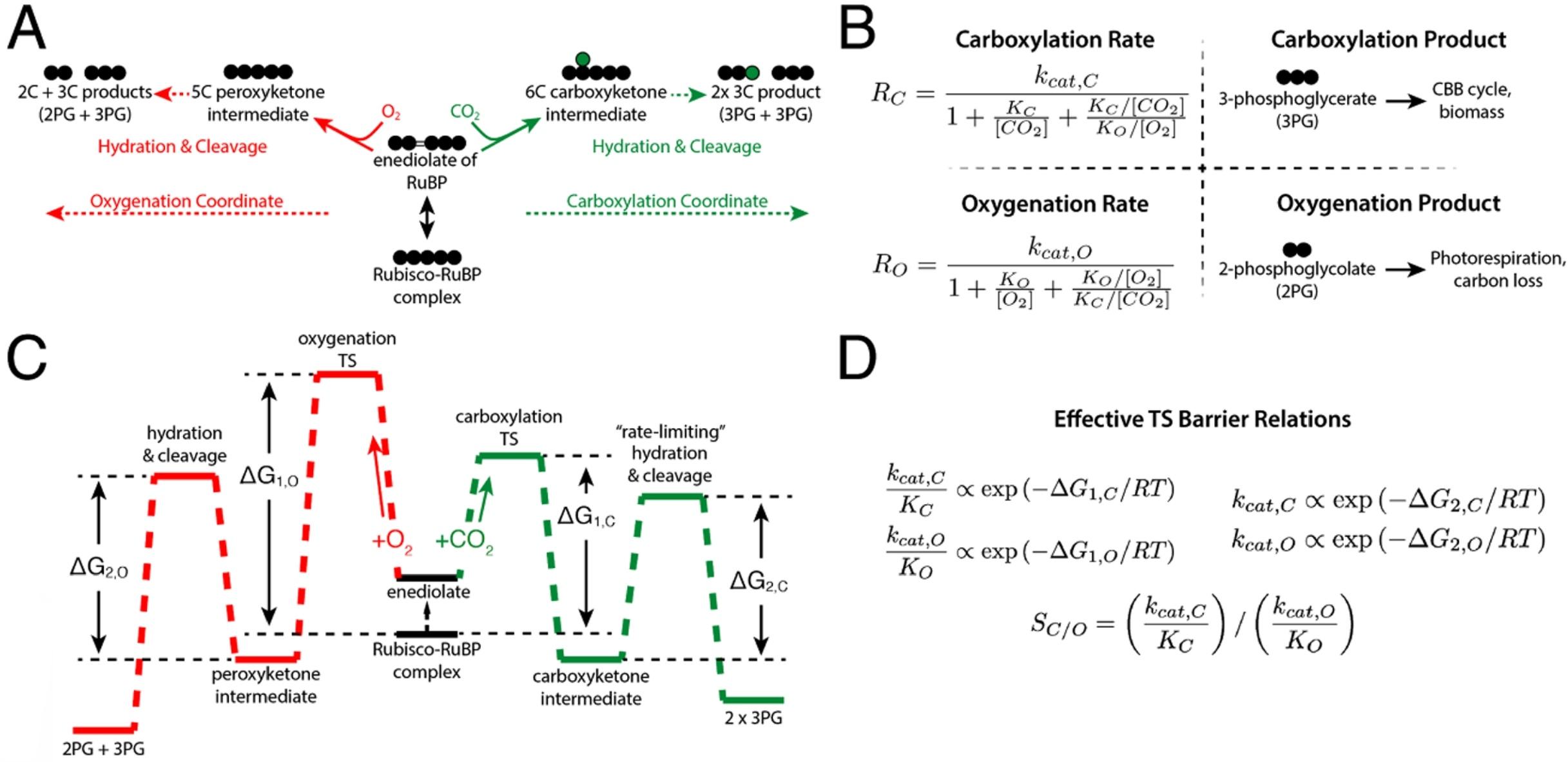 聊聊RuBisCO - 知乎