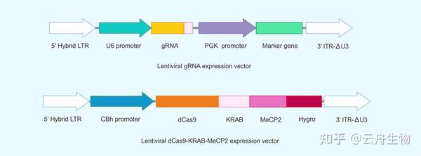 dCas9-KRAB CRISPRi（CRISPR interference）慢病毒载体系统—云舟生物 - 知乎