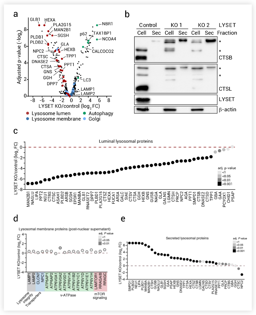 Science 背靠背 | 溶酶体酶转运因子 LYSET - MedChemExpress - 知乎