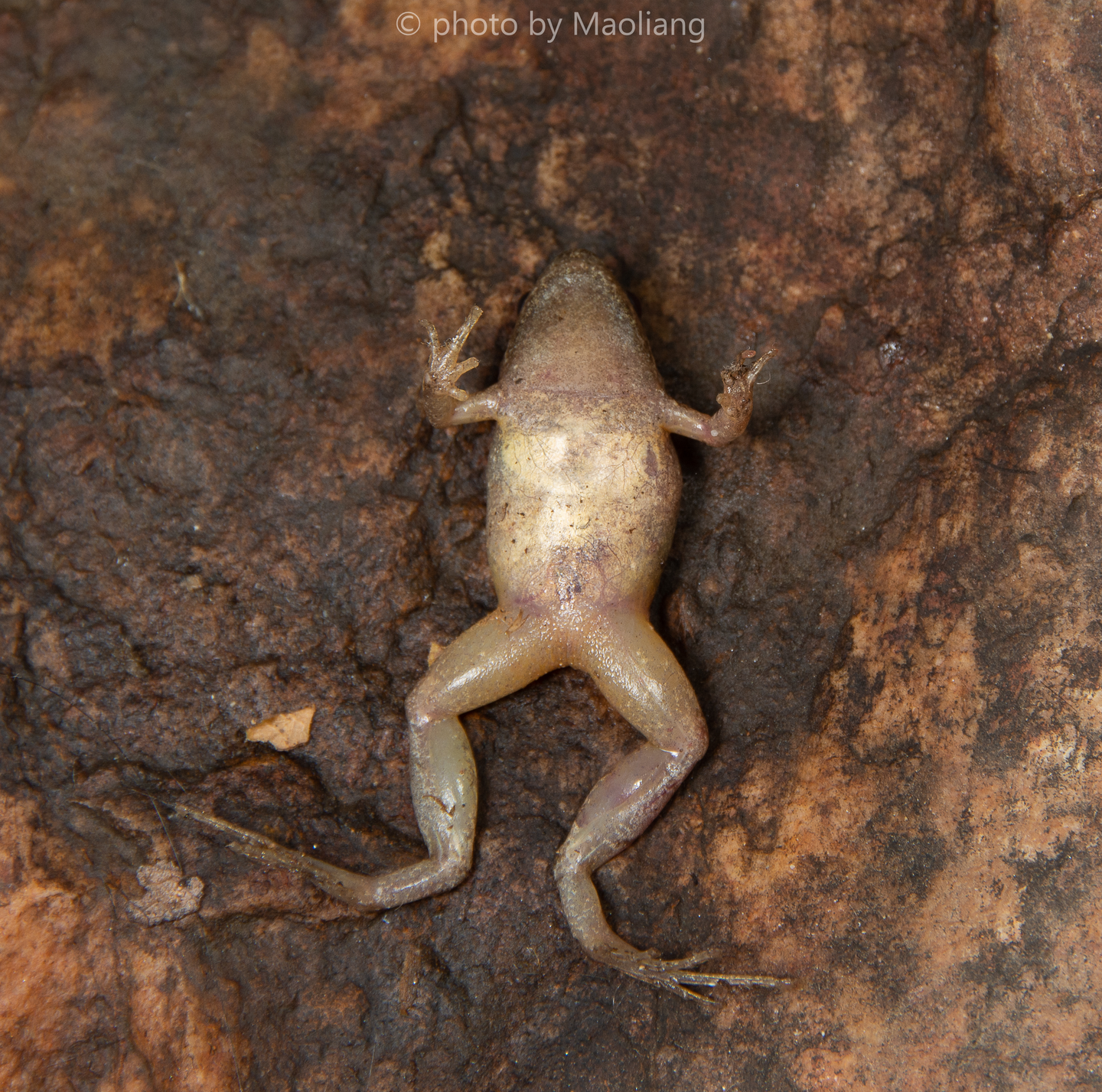 武汉两栖爬行动物略记 - 知乎