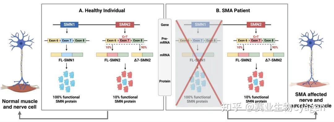 脊髓性肌萎缩症（SMA）全谱系模型：携带不同SMN2拷贝数的人源化小鼠 - 知乎