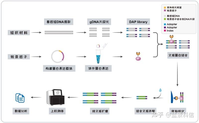 Dap Seq技术实验流程和原理和适用物种（对象）范围 知乎