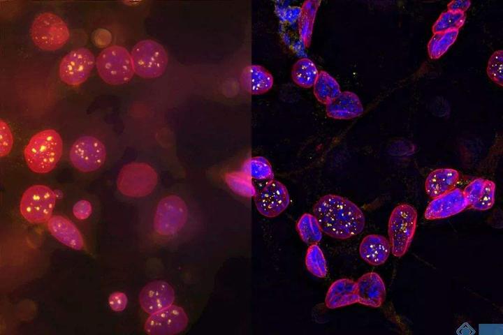 C2C12细胞培养方法 - 知乎