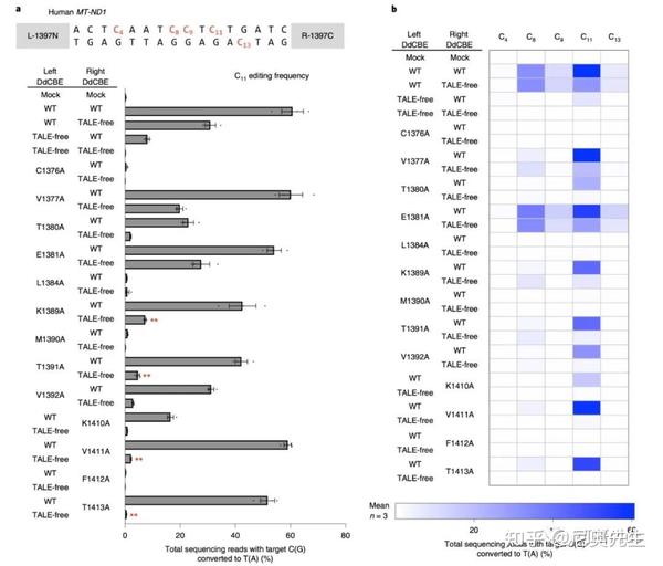 NBT | 高保真DddA碱基编辑器高特异性介导线粒体基因组编辑 - 知乎