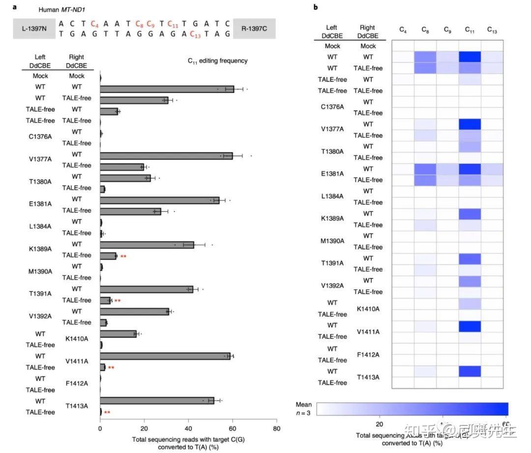NBT | 高保真DddA碱基编辑器高特异性介导线粒体基因组编辑 - 知乎